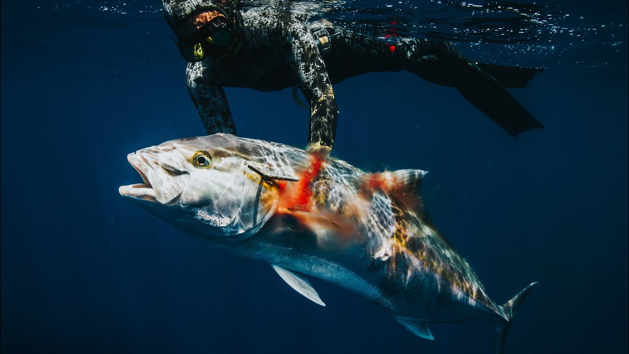 Spearfishing Huge Amberjack Cape Verde - Untouched pinnacle at 35m ...