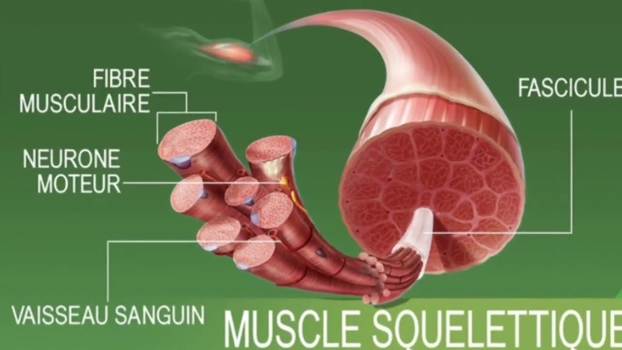 Appareil locomoteur:Le système musculaire:درس الجهاز العضلي اناتومي شرح ...