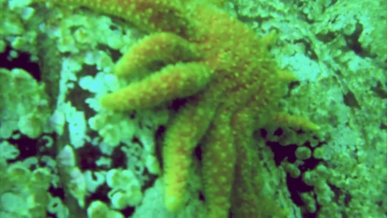 Deep Cove 2010 HD.mov - YouTube