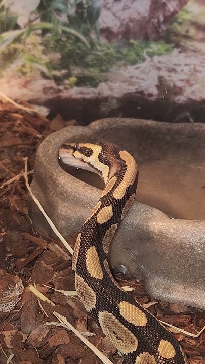 ball python drinking water - YouTube