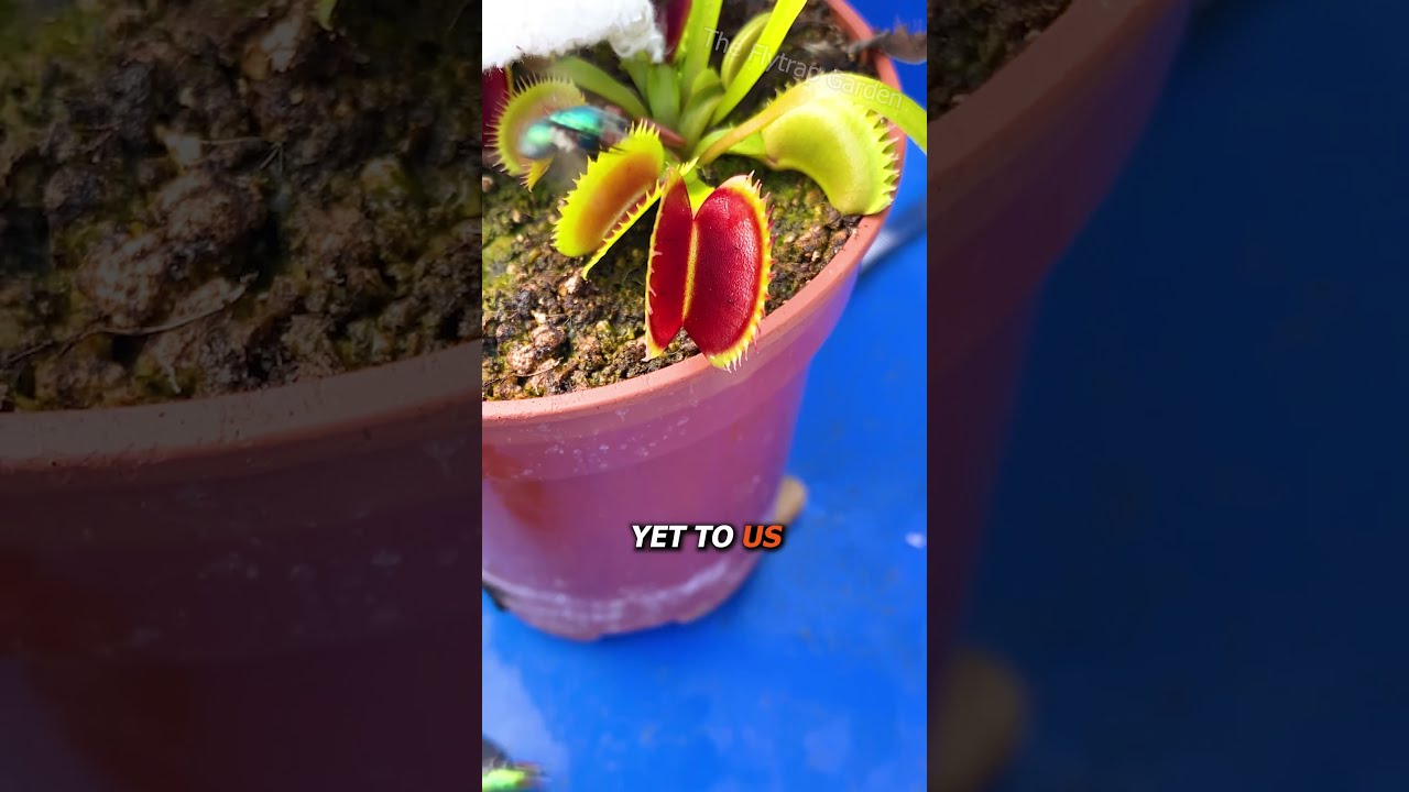 What do Flytraps Smell Like