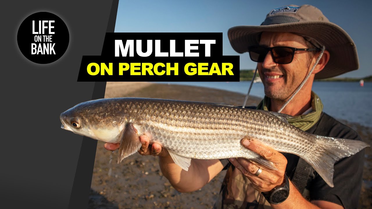 HOW TO CATCH MULLET - On PERCH FISHING gear! - YouTube