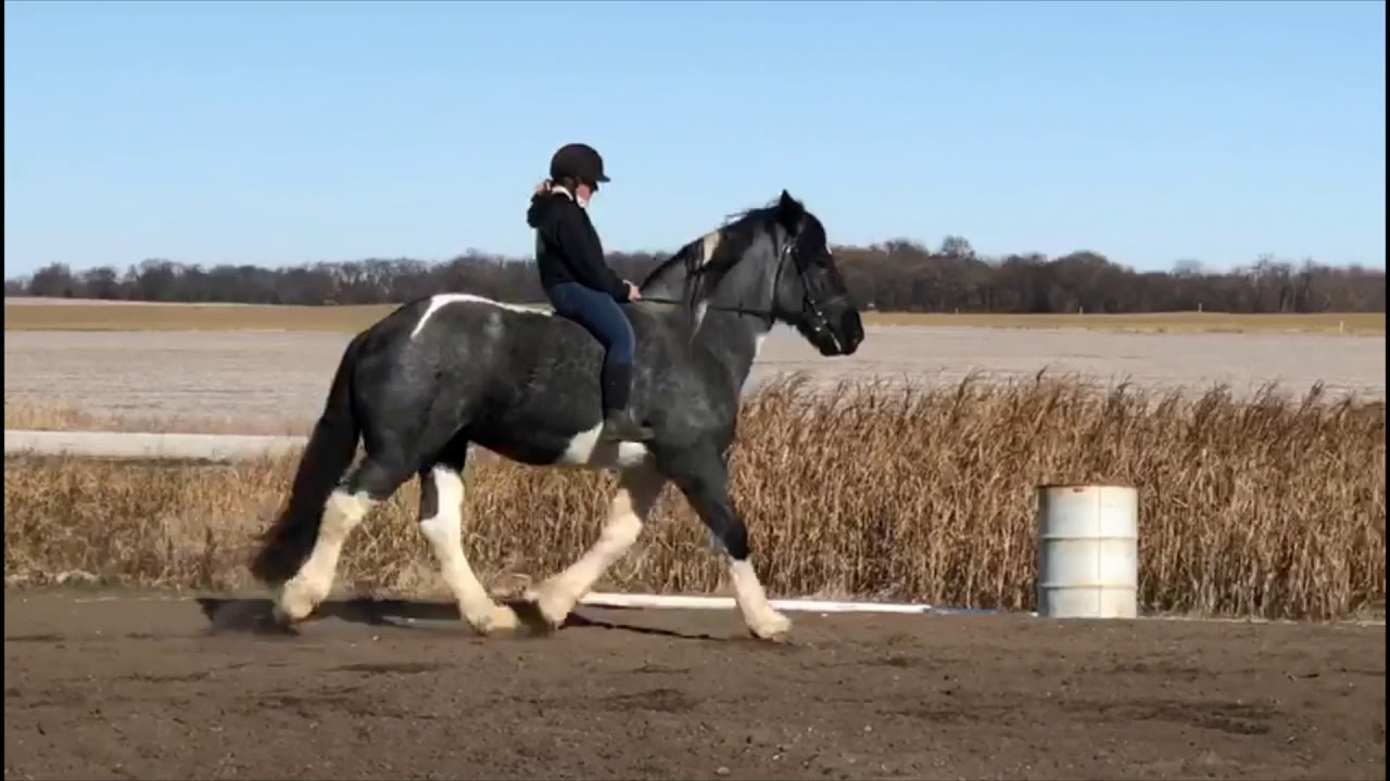Ace the Blue Roan Spotted Draft - YouTube