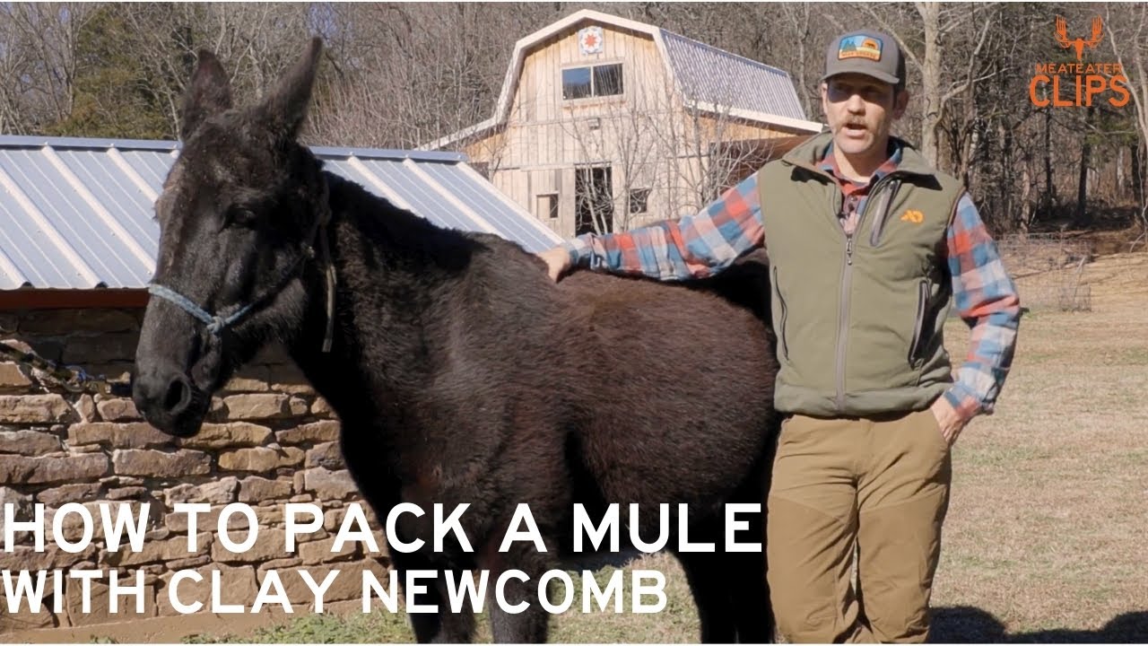 How to Pack a Mule with a Sawbuck Saddle - YouTube