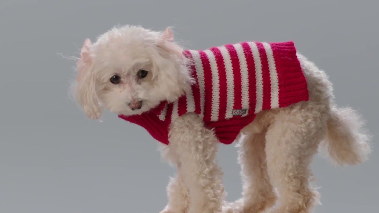 Pampered Pets - YouTube