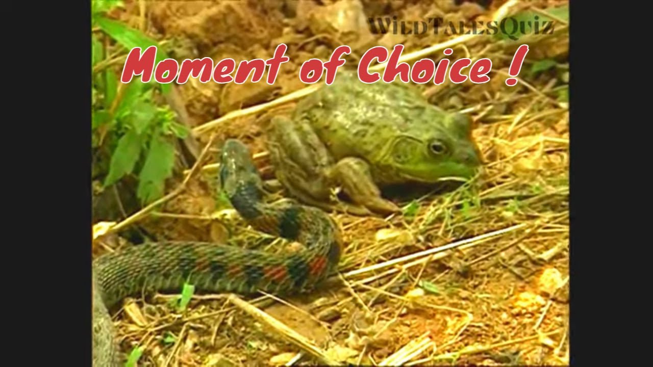 Is This The End Of The Giant Frog? Smaller Snake Take Down In Epic ...