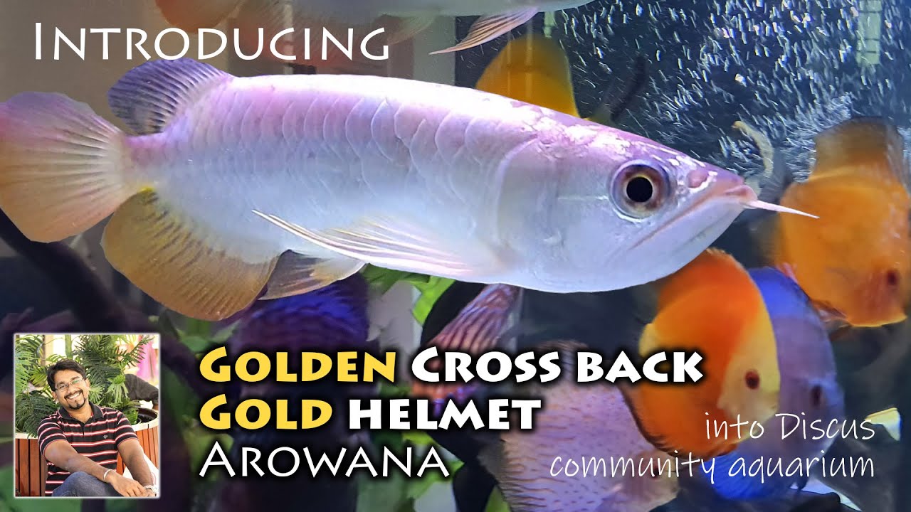 Introducing Malaysian Golden Crossback Gold Helmet Arowana into my ...