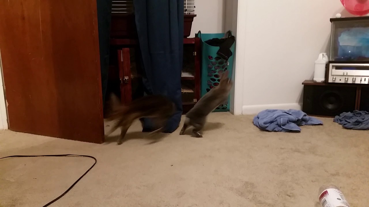 Bunny Dropkick - YouTube