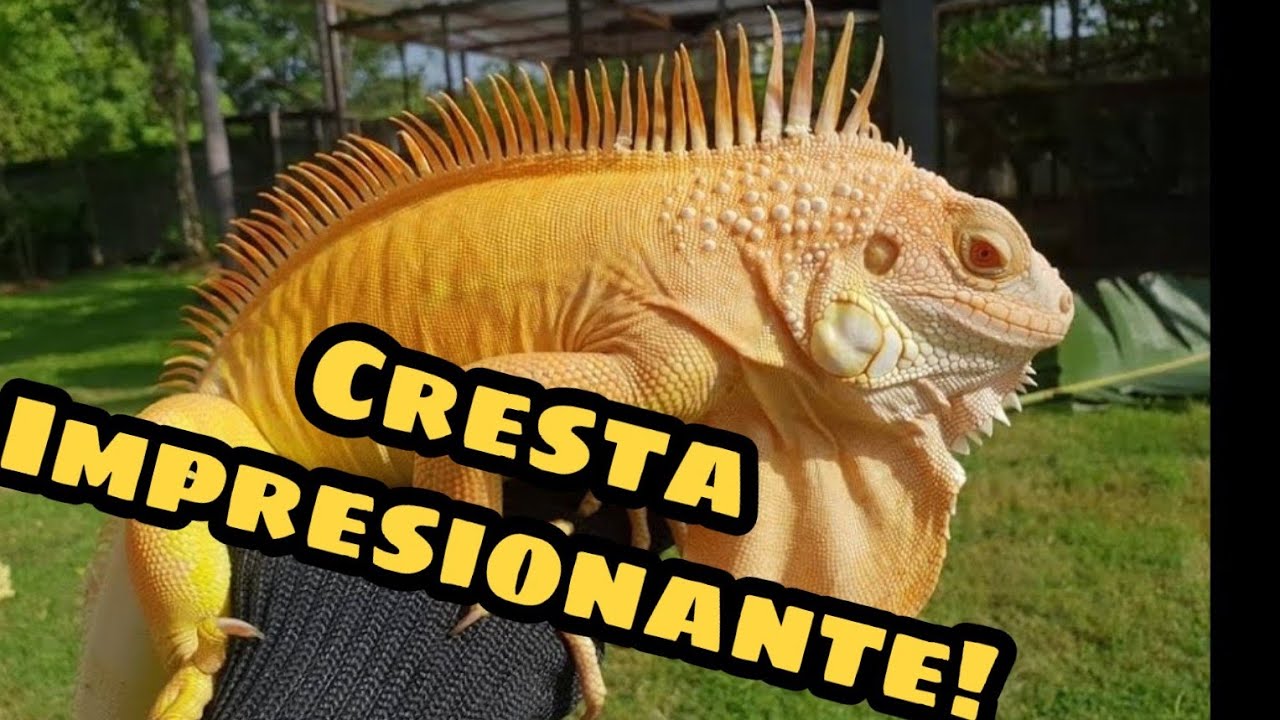 Como lograr una cresta Impresionante en mi IGUANA? - YouTube