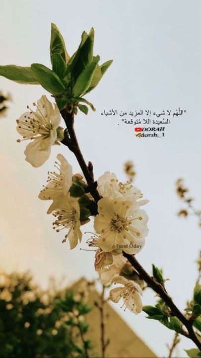 رُّبَمَا يَوَدُّ الَّذِينَ كَفَرُوا لَوْ كَانُوا مُسْلِمِينَ 🖤 Youtube