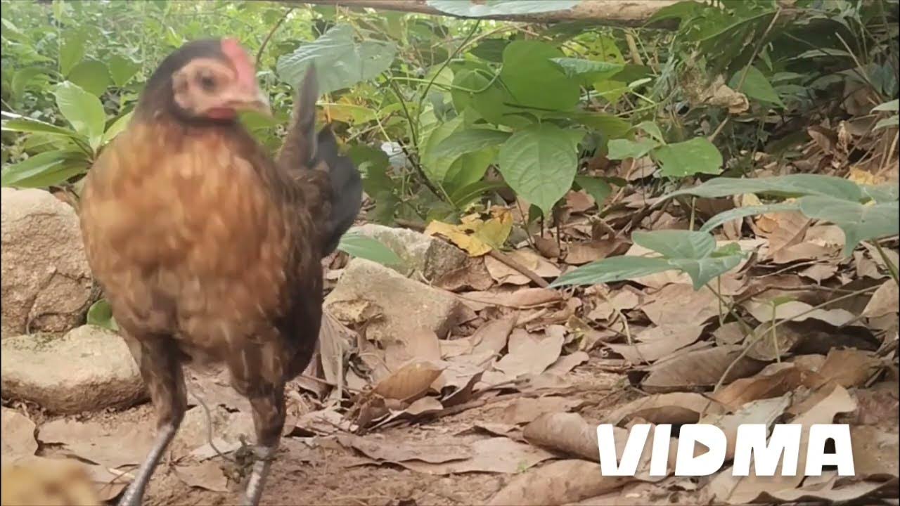 suab poj qaib see - YouTube