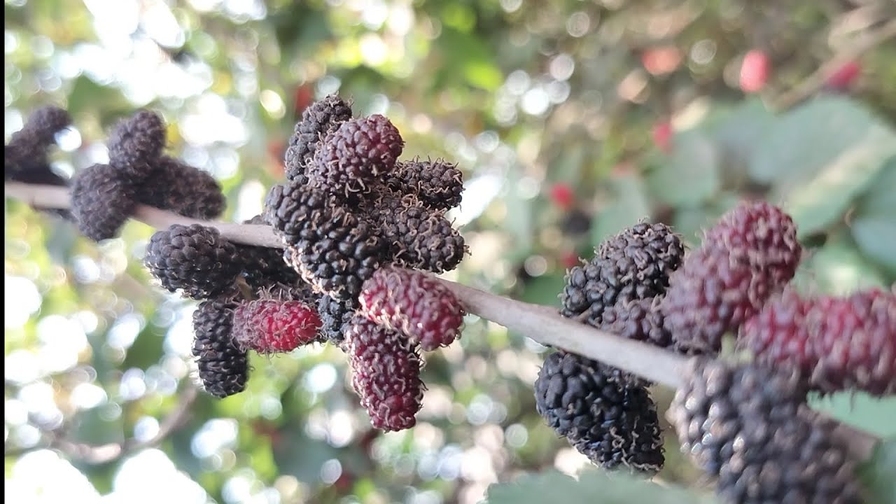 sahtut fruit | शहतूत फल | mulberry plant | #shortgarden #ytshort #plant ...