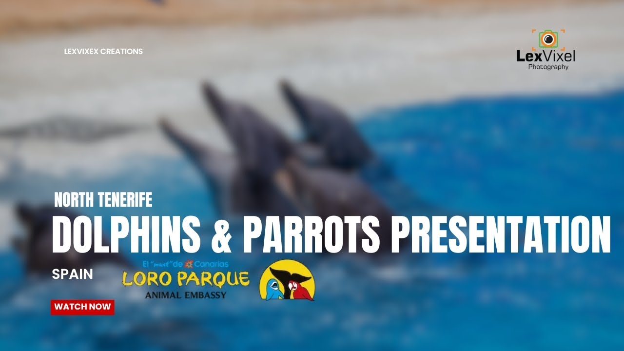 LORO PARQUE - Witness the intelligence of dolphins! - TENERIFE - SPAIN ...