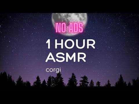 1 Hour ASMR corgi liks⚠️No Ads⚠️