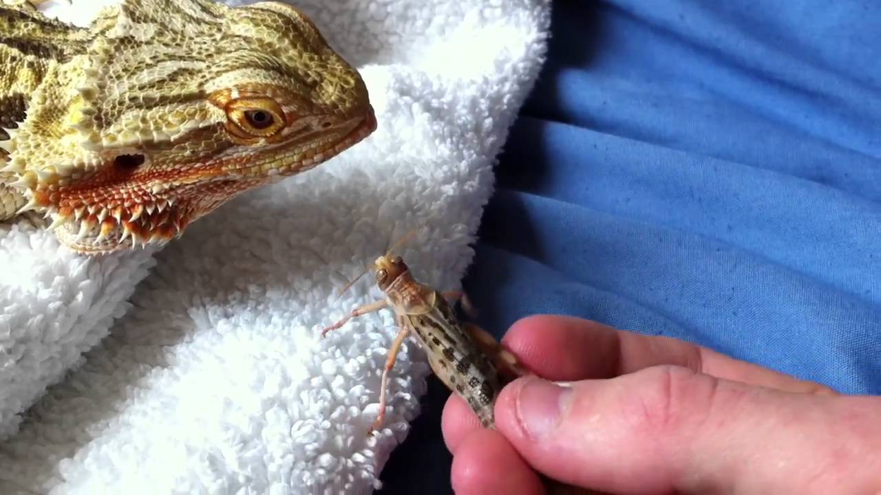 The Infamous Bearded Dragon Spike: Eating In HD - YouTube