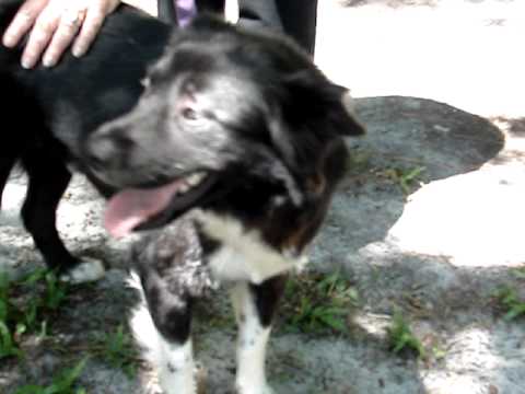 Border Collie-Spitz Mix Needs to be Adopted - YouTube