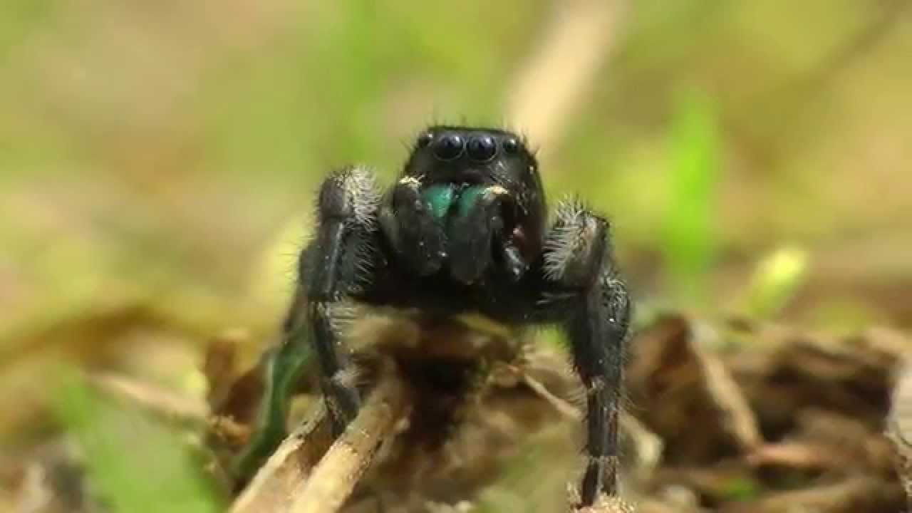 Phidippus Princeps Jumping Spider Adult Male Youtube