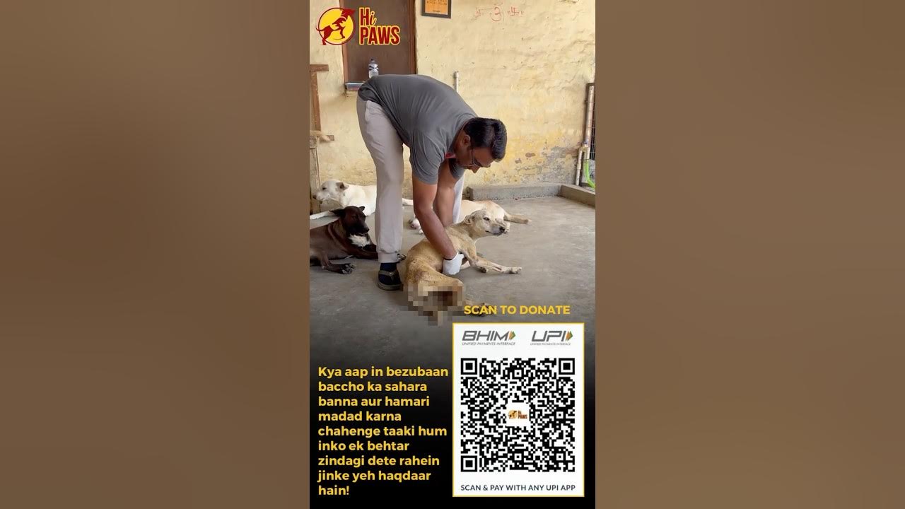 Kya aap in rescued dogs ke help karna chahte hai? - YouTube