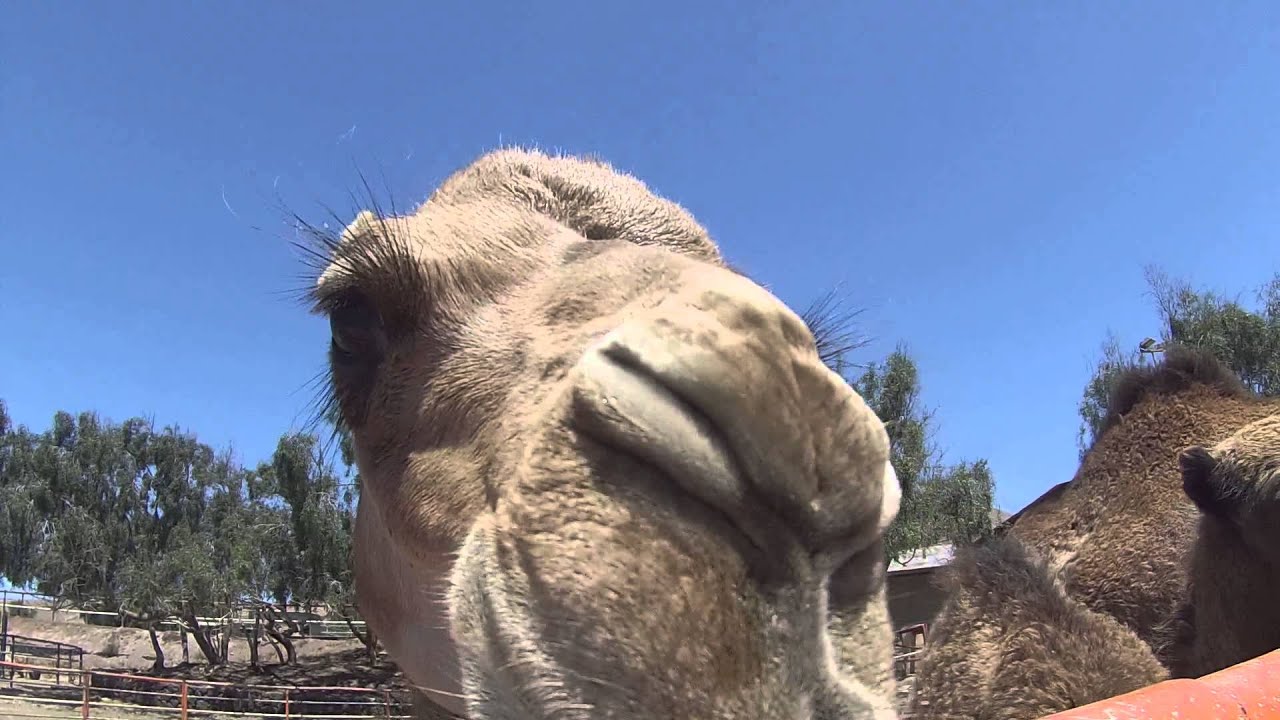 Camel Attack GOPR0 - YouTube