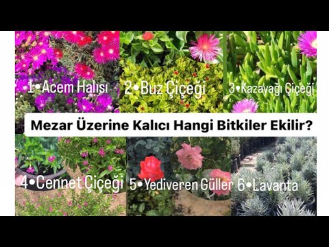 Mezar Üzerine Kalıcı Hangi Bitkiler Ekilir?