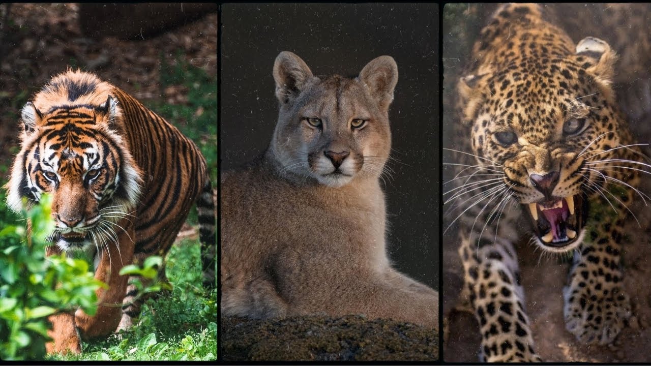Puma vs. Other Big Cats: A Comparative Study | Big Cats Habitat | Puma ...