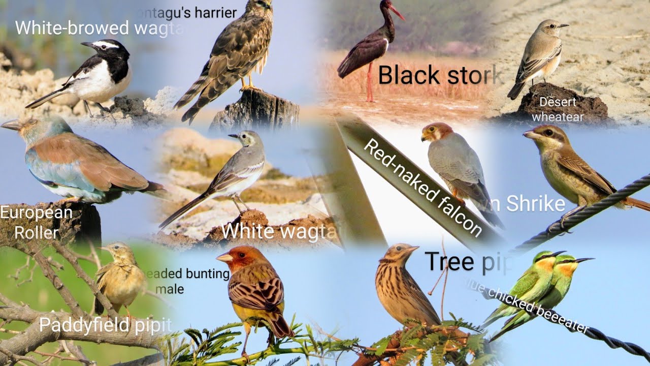 Rare 50 types of Migratory birds Pictures with Names | Birds ...