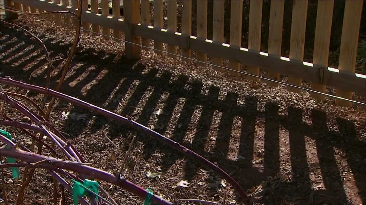 Thinning and Pruning Brambles - YouTube