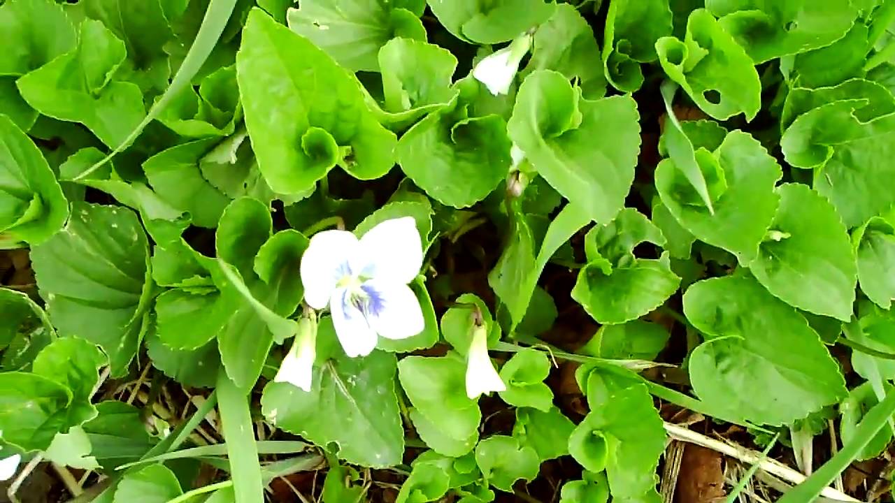 Violet herbal medicine - YouTube