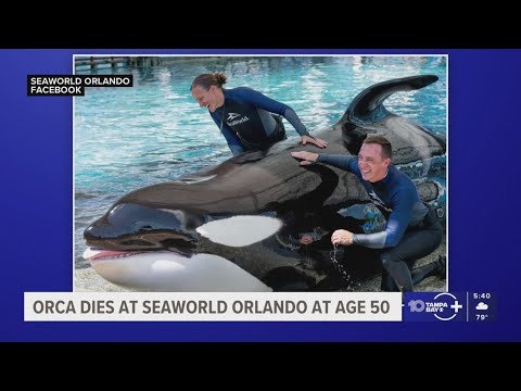 SeaWorld Orlando announces death of 'beloved' killer whale Katina