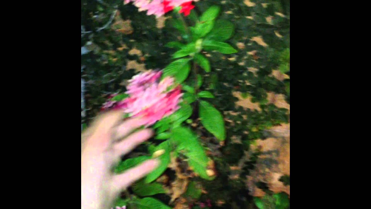Poem Info ( Miracles by Walt Whitman) - YouTube