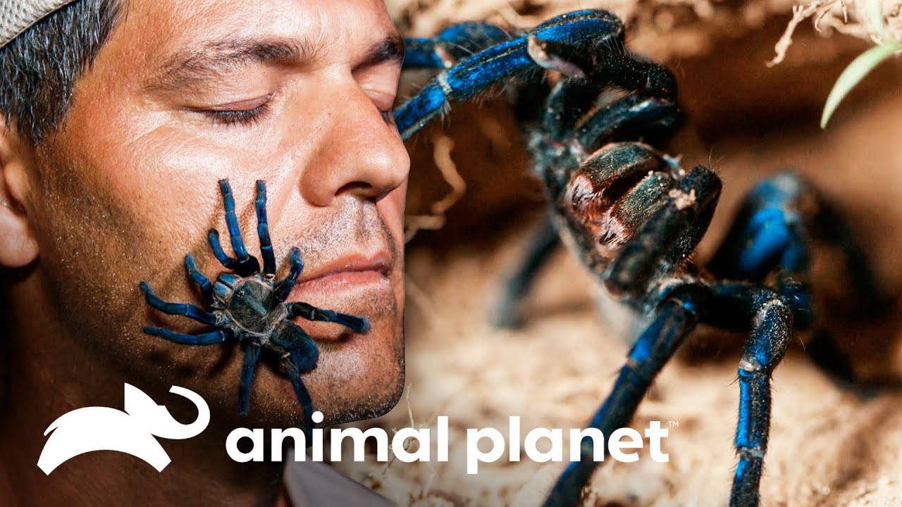 Frank tienta una tarántula azul al colocarla en su rostro | Wild Frank ...