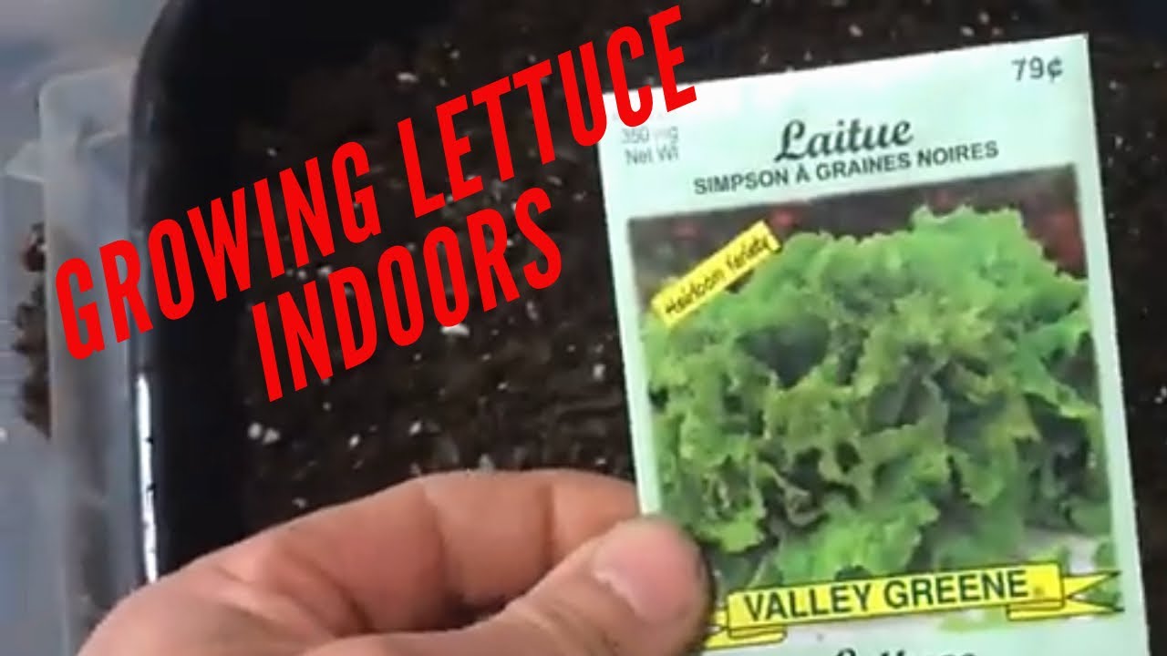 Growing lettuce Indoors With a Spider Farmer SF 300 Full Spectrum Grow ...