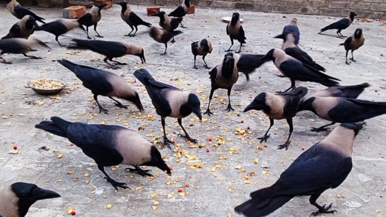 Crows Attack on Crispy Nimko | Crows favorite food | Crows Planet - YouTube