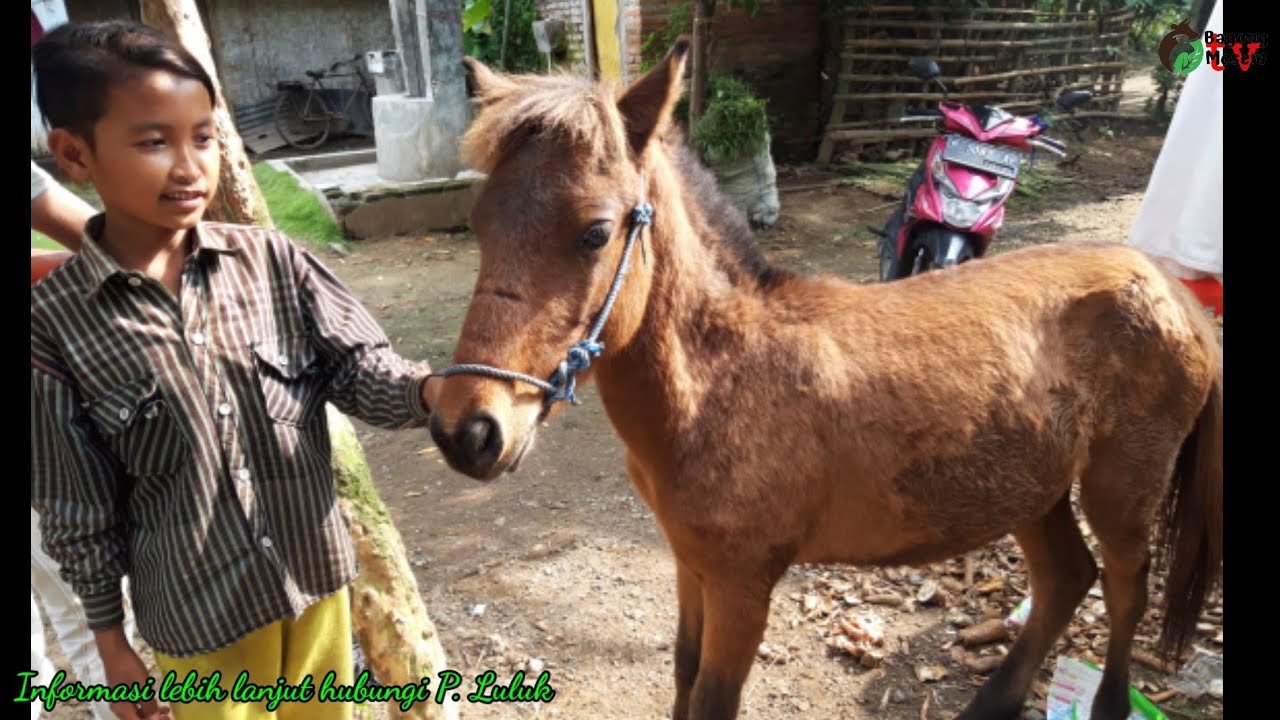 Kuda Kuda P. Luluk - YouTube