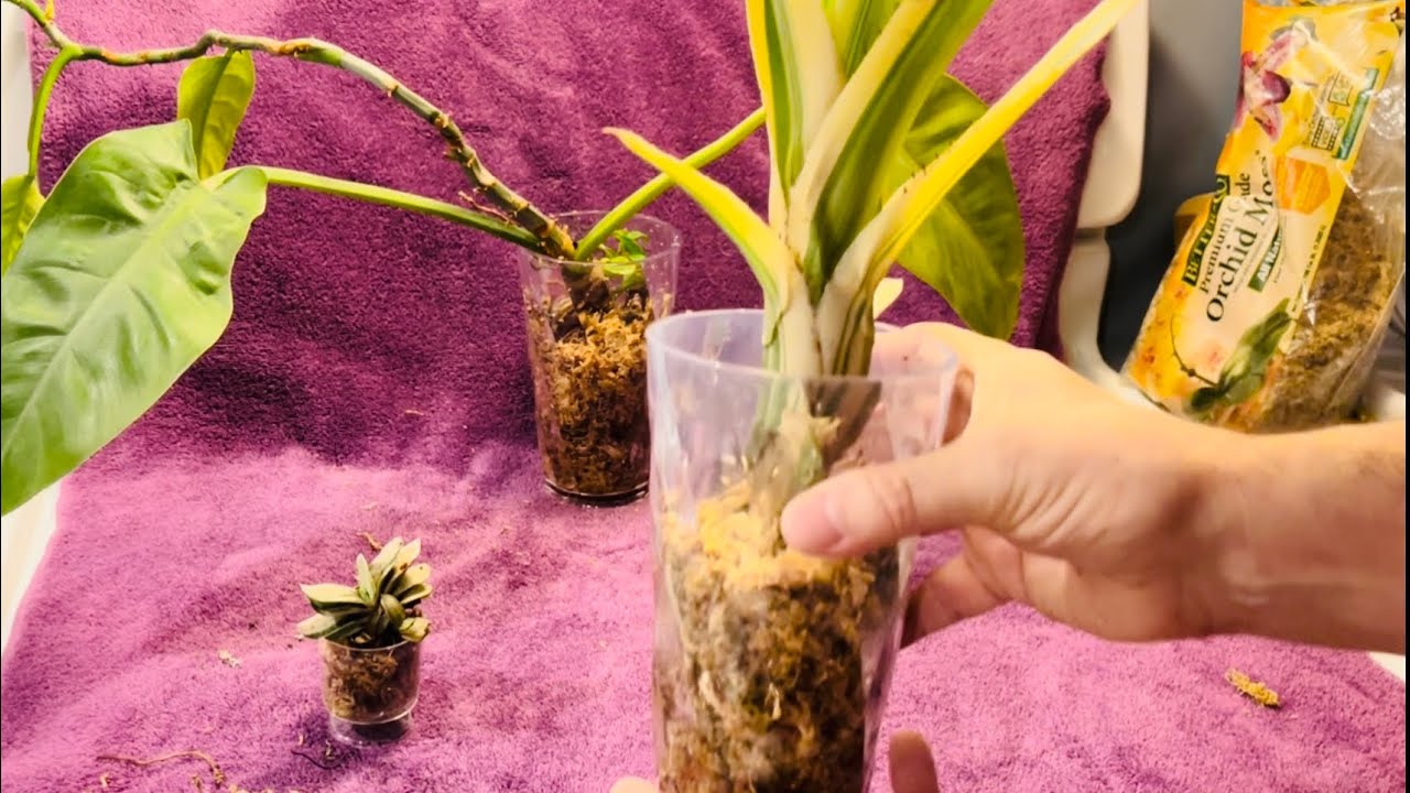 Transferring Plants To Sphagnum Moss Culture - YouTube