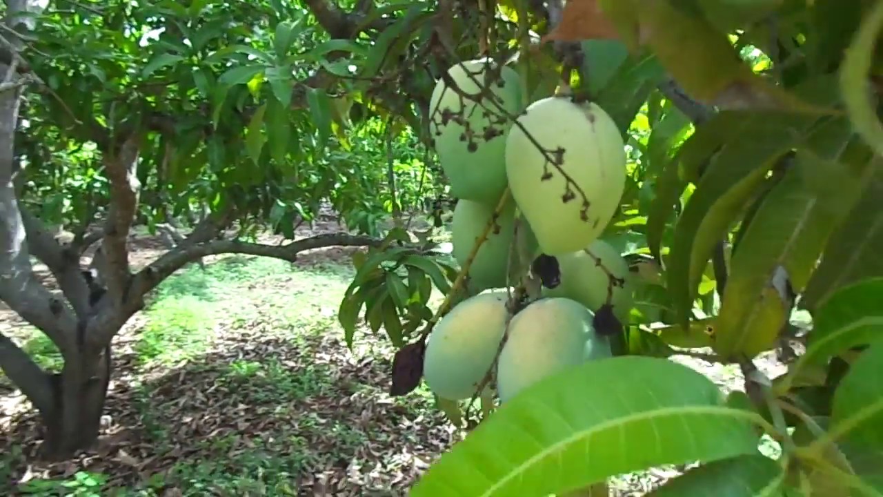 Mango garden(plant) - YouTube