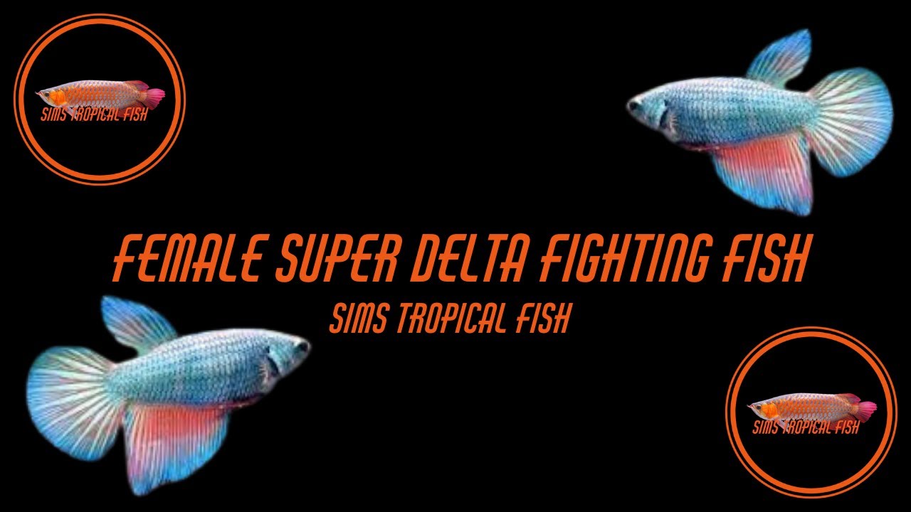 Sims Tropical Fish - Female Super Delta Fighting Fish - YouTube