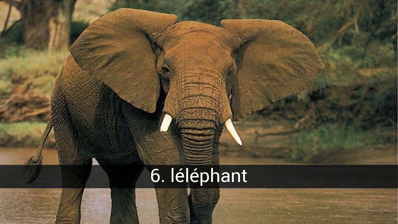 les animaux les plus intelligents du monde - YouTube