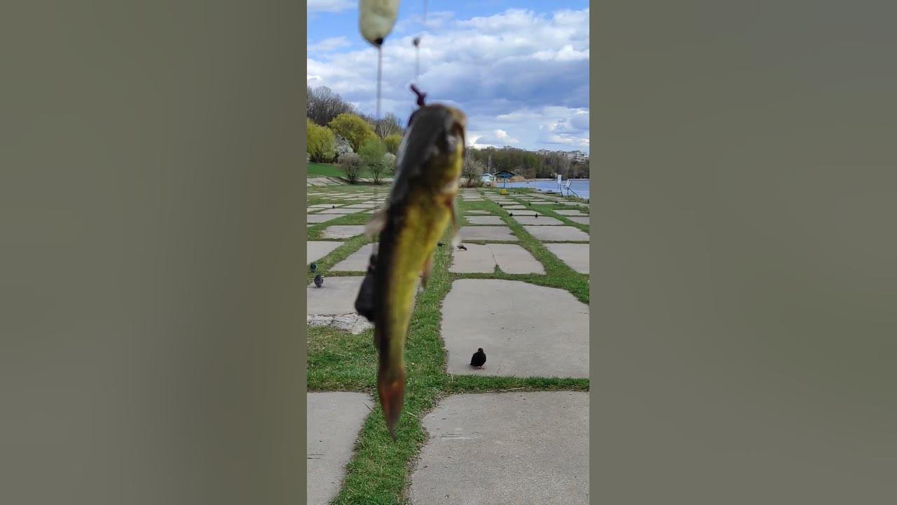 Что за Рыба 🐟🎏 Конкурс Викторина Вопрос Загадка Знатокам 🥇 Супер Игра Прикольно и Интересно 🥰