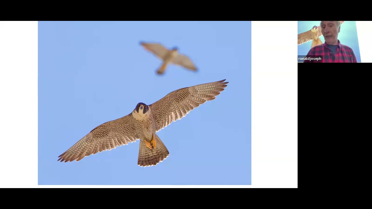 MEMORIES OF A WILDLIFE BIOLOGIST – RON JOSEPH - YouTube