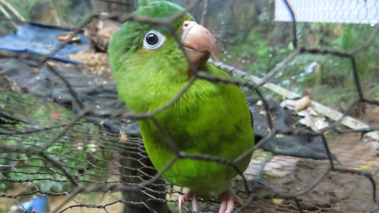 REVISANDO A MIS PERICOS VERDES - YouTube