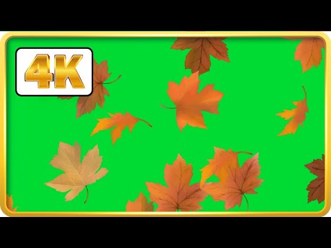 Falling Autumn leaves green screen Loop 4K - YouTube