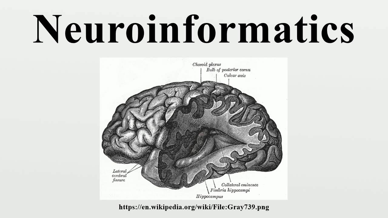 Neuroinformatics - YouTube