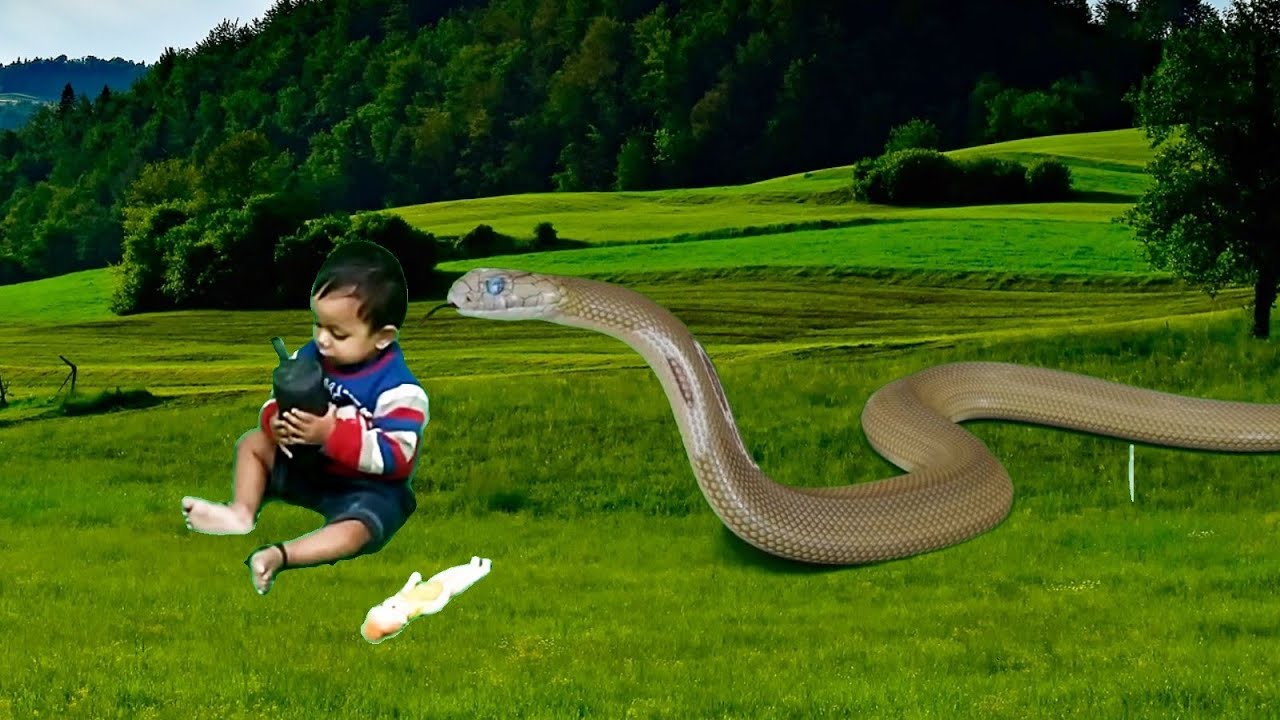 Anaconda snake in real life | from Amazon jungle - YouTube