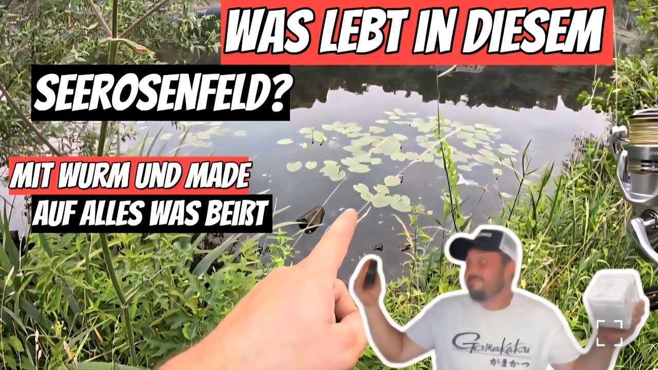 Angeln mit Wurm und Made [ WAS LEBT IN DIESEM SEEROSENFELD??? ] - YouTube