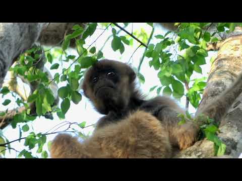 Why Are Woolly Spider Monkeys Endangered