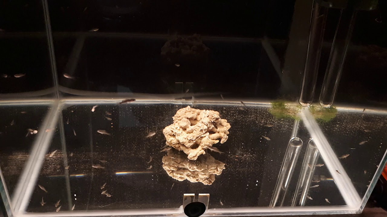 Fry Tank 30.06.2020 - YouTube