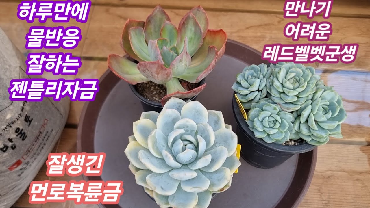 2482 하루만에 물반응 잘하는 젠틀리자금🌹 잘생긴 먼로복륜금🌹 만나기 어려운 레드벨벳군생 분갈이해요🌹 스피드다육 010