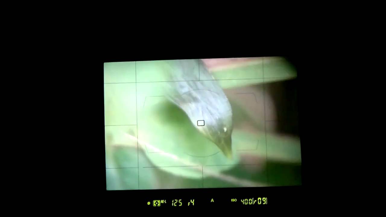 Life In HD : Inside Nikon D700 Viewfinder - YouTube
