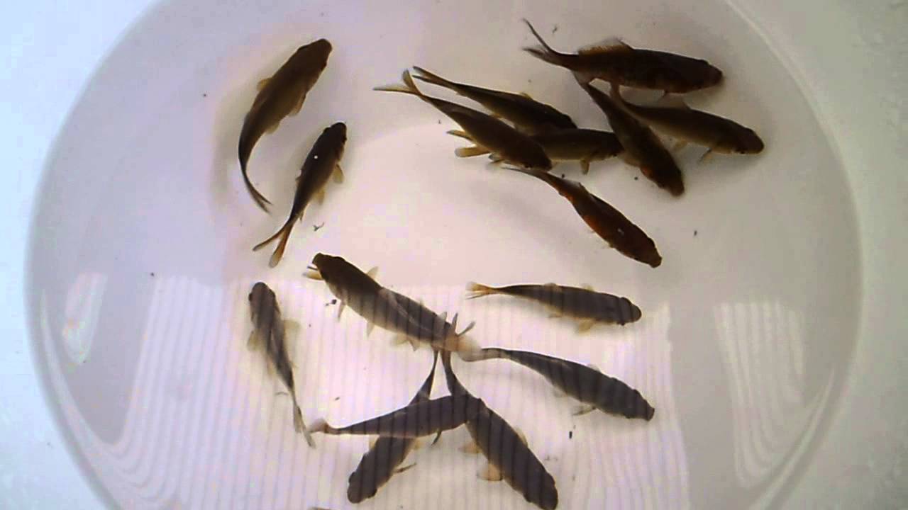2-3" Brown Goldfish - The Carp Co. - YouTube